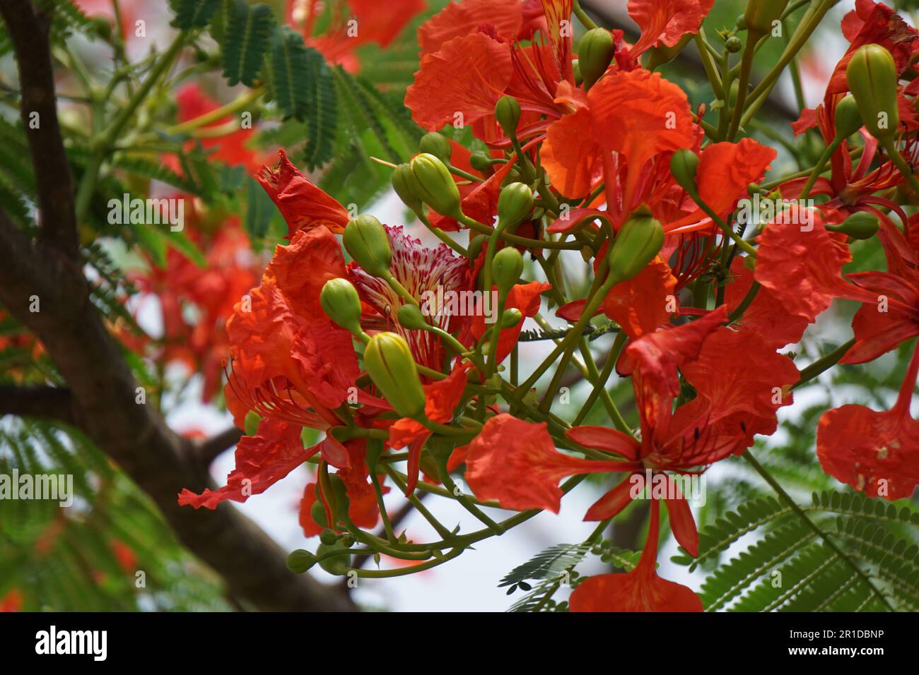 State flower of kerala hi-res stock photography and images - Alamy
