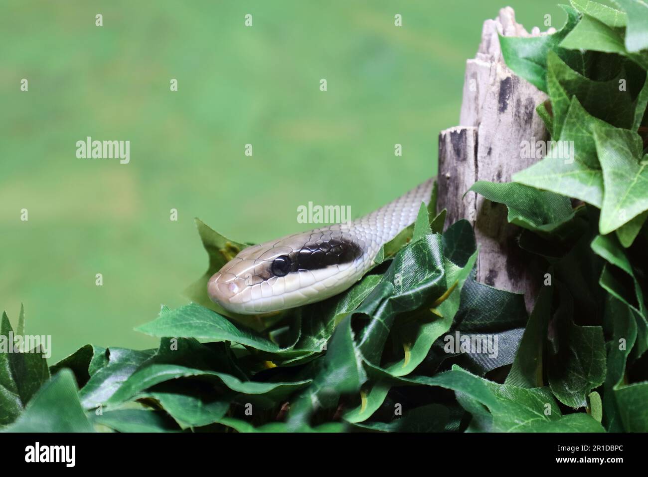 Coluber taeniurus hi-res stock photography and images - Alamy