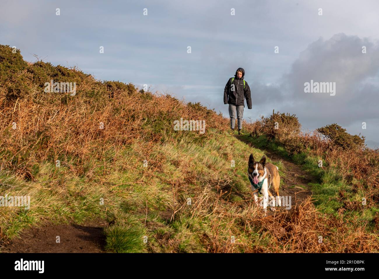 A boy walking his dog Stock Photo - Alamy A boy walking his dog Stock Photo - Alamy