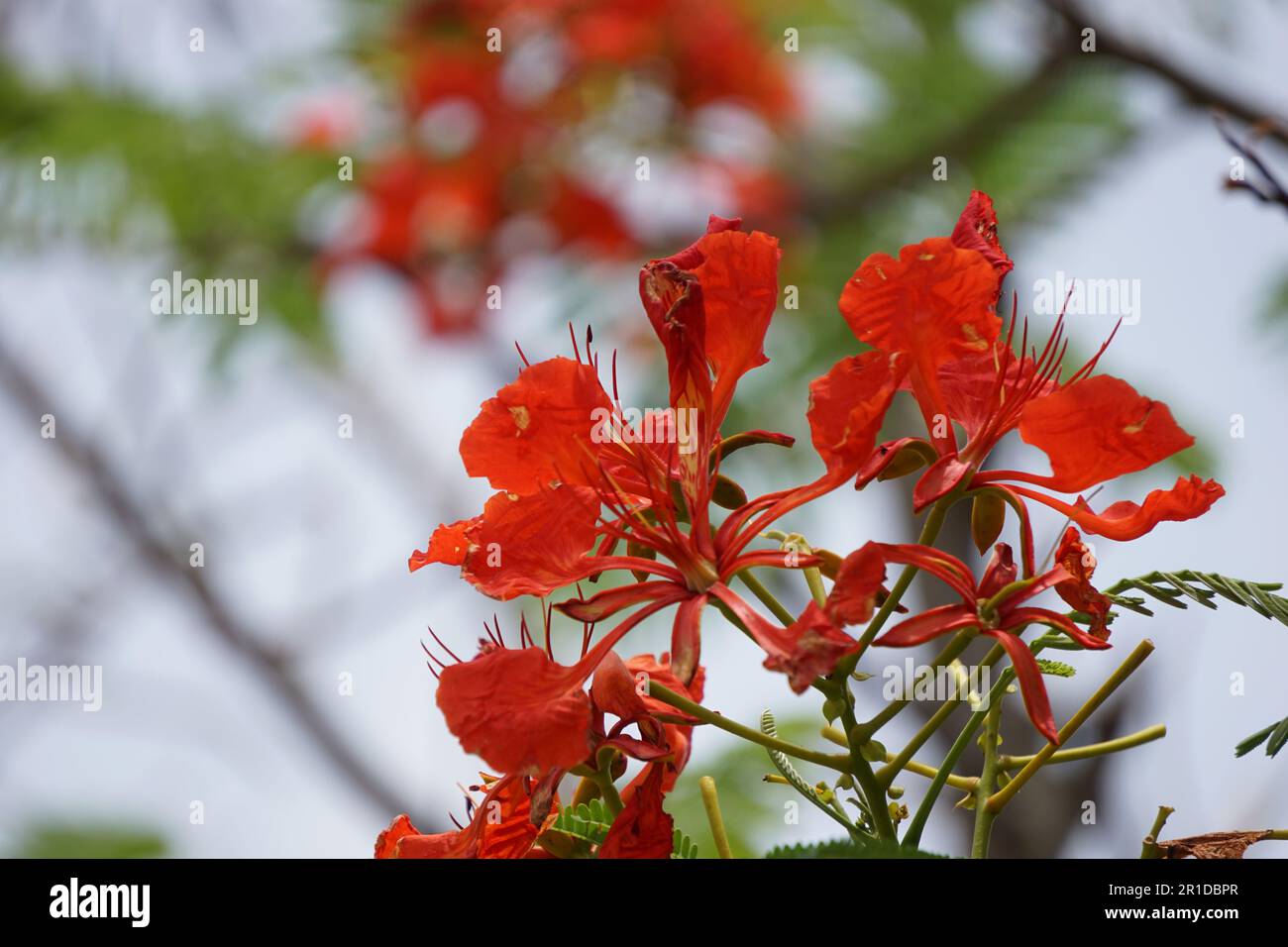 State flower of kerala hi-res stock photography and images - Alamy