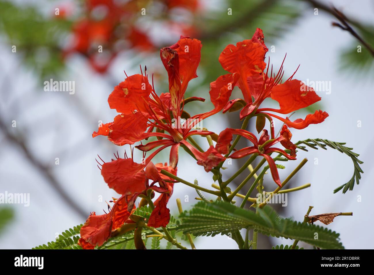 Most Popular May Mara Flowers - Red Flowers Stock Photo - Alamy