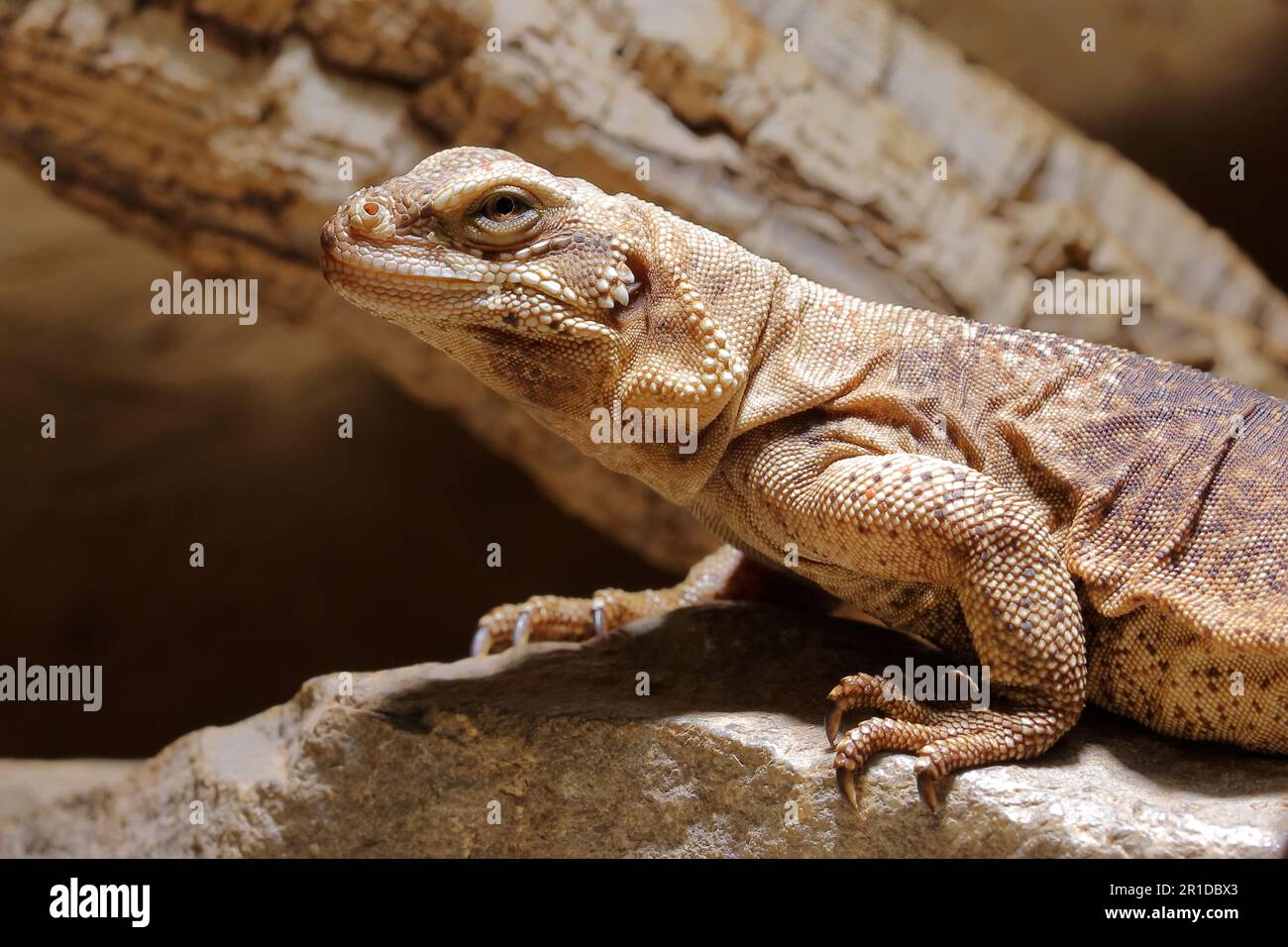 Sauromalus australis hi-res stock photography and images - Alamy