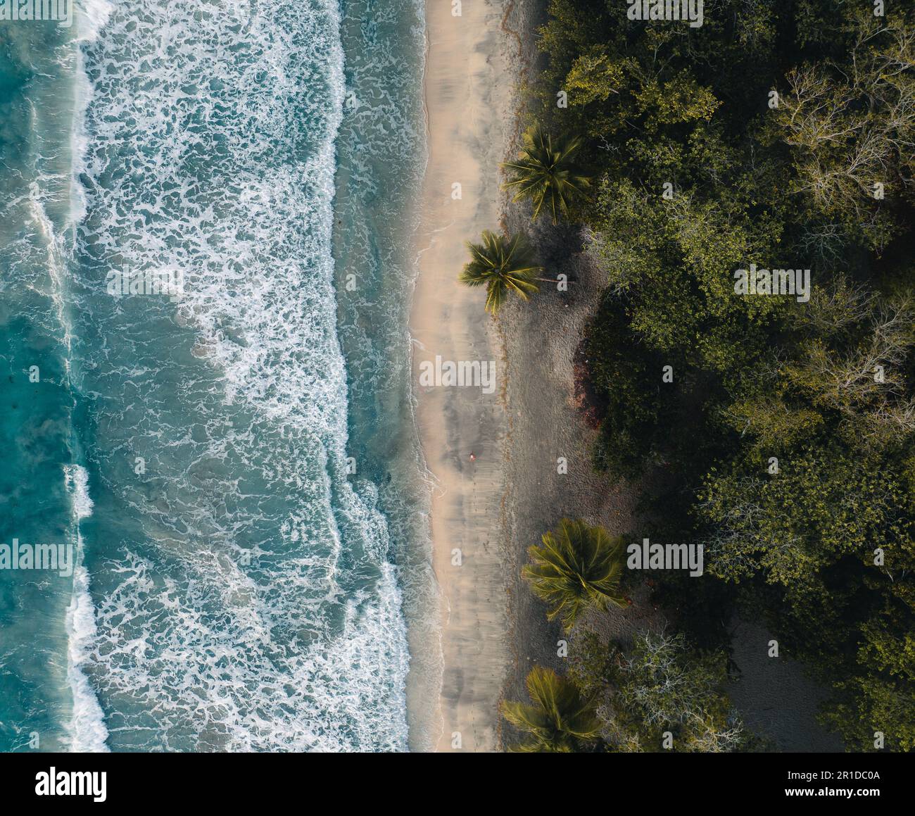 Aerial top drone view on sand beach,palm tree and ocean on the ...