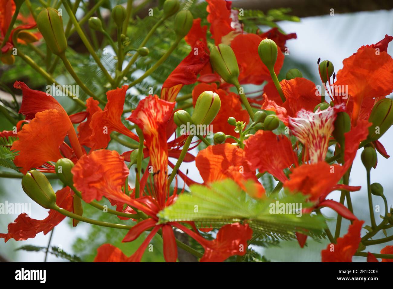 Most Popular May Mara Flowers - Red Flowers Stock Photo - Alamy