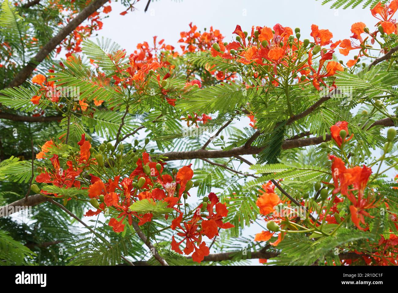 State flower of kerala hi-res stock photography and images - Alamy