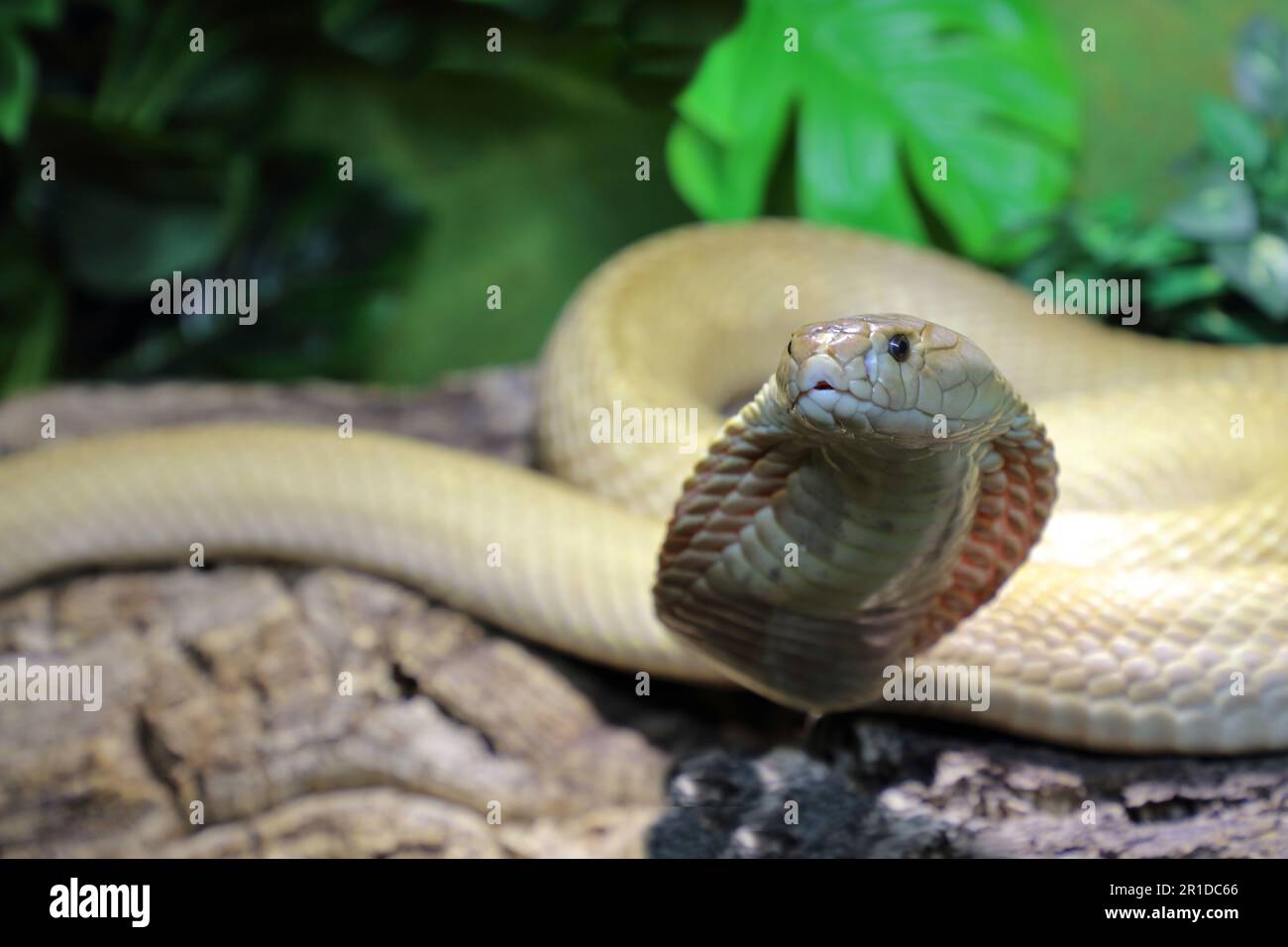 Monokelkobra / Monocled cobra / Naja kaouthia Stock Photo - Alamy