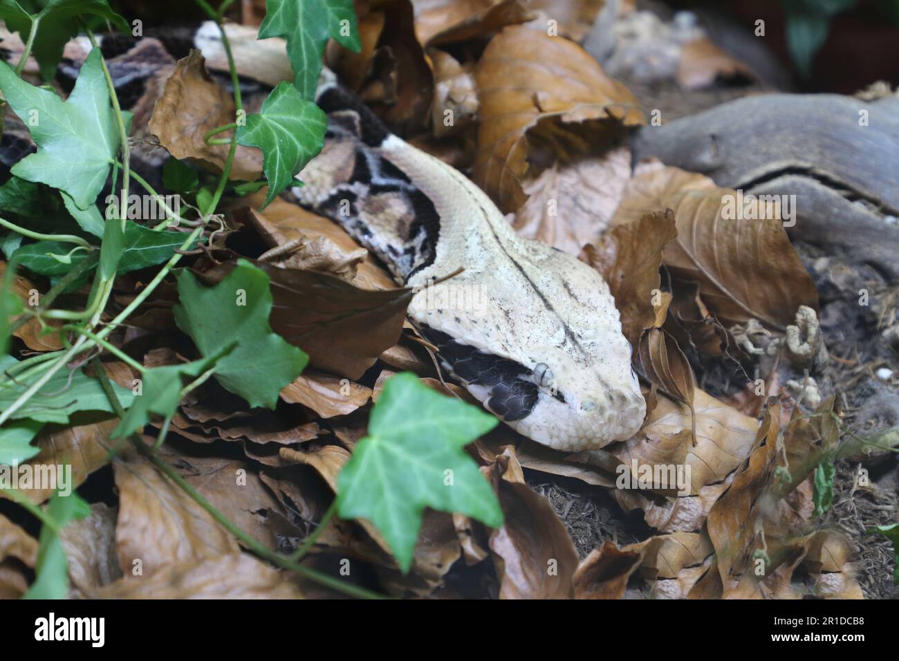 Östliche Gabunviper / Gaboon viper / Bitis gabonica Stock Photo - Alamy