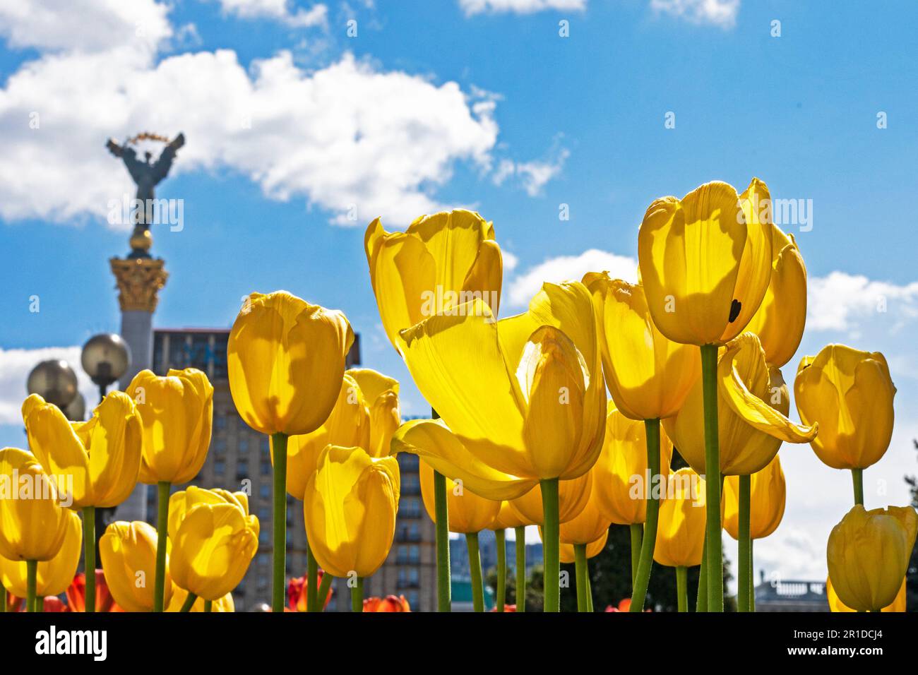 beautiful yellow tulips on the background of the Independence Monument ...