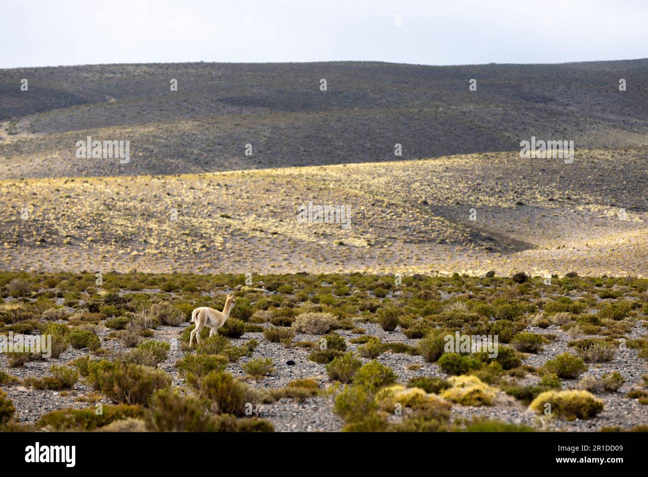 Vicuna grazing in the remote Argentinian highlands - Traveling and ...