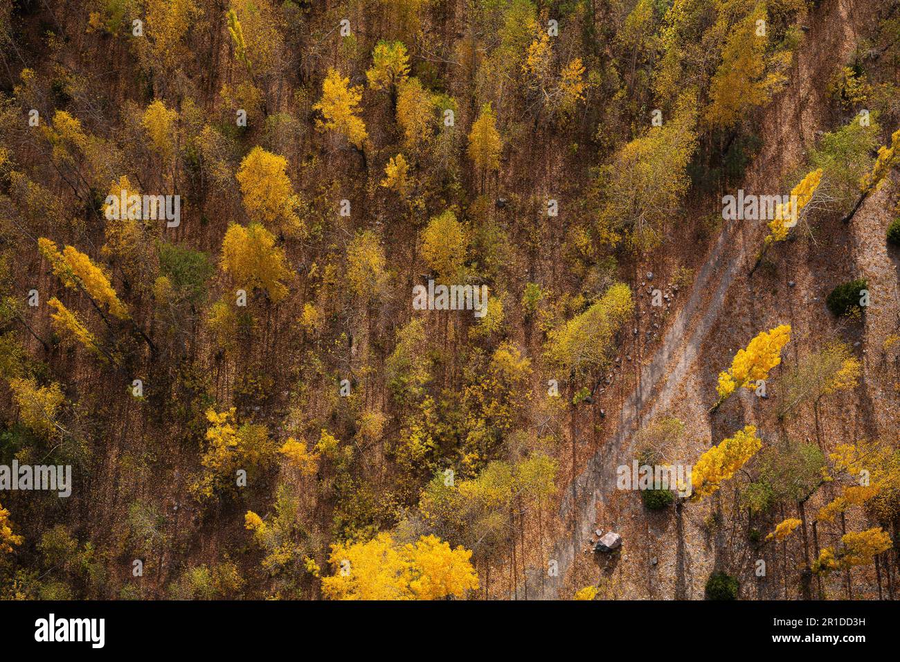 Aerial View of Riparian Forest Birch Trees with a Dirt Country Road ...