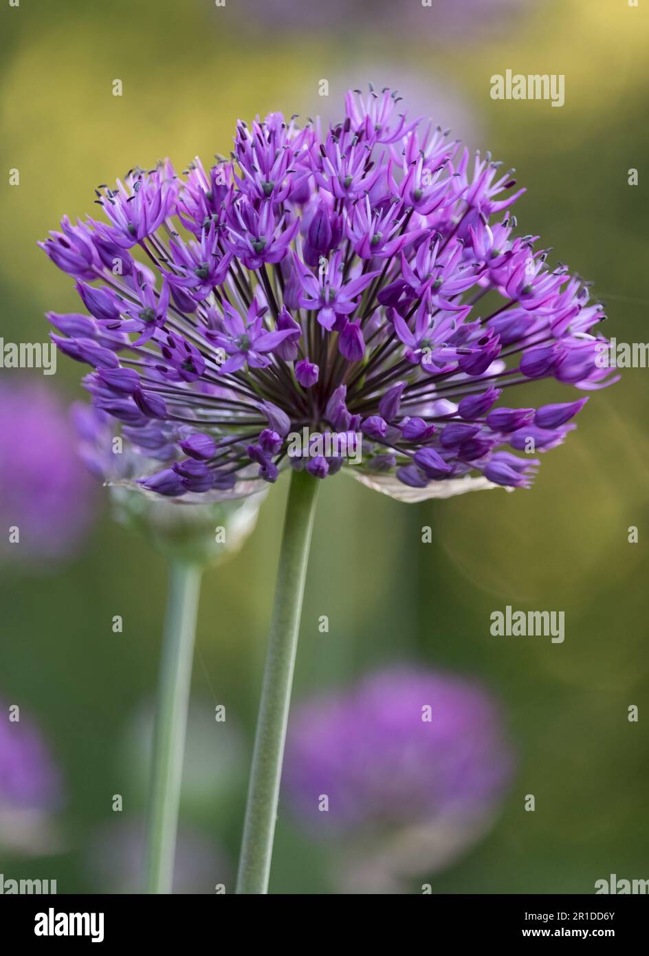 Ball shaped flowers hi-res stock photography and images - Alamy