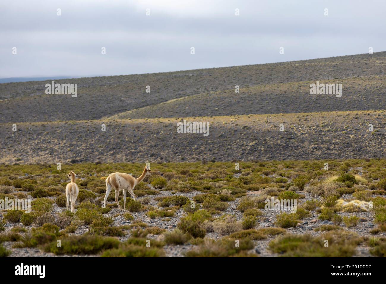Vicunas grazing in the remote Argentinian highlands - Traveling and ...