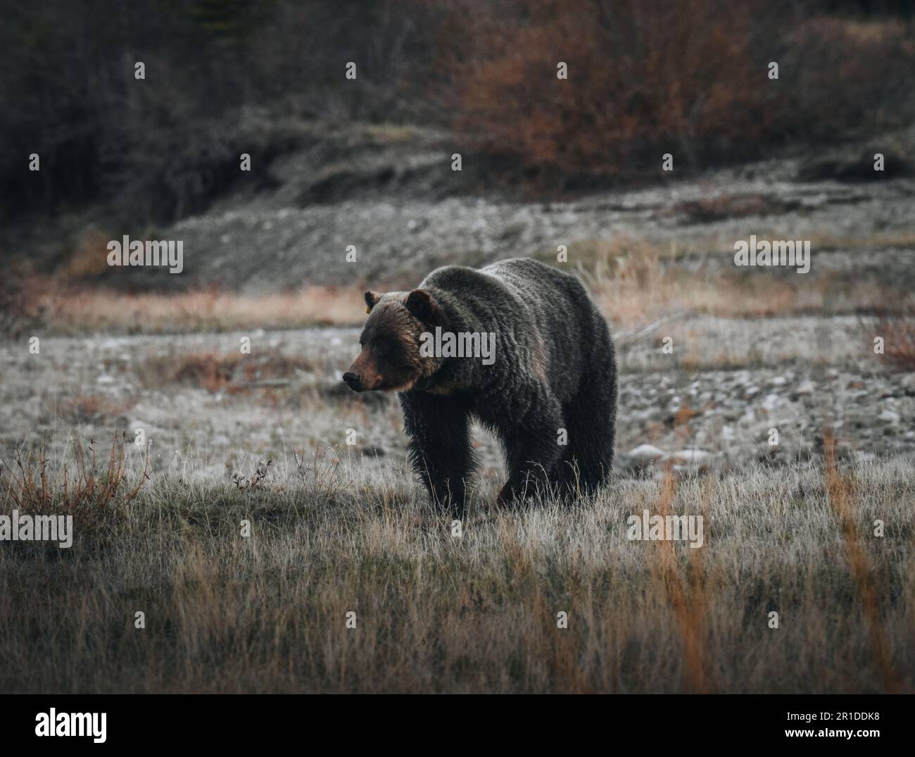 Grizzly bear, brown bear, in the Canadian wilderness in Kananaskis ...