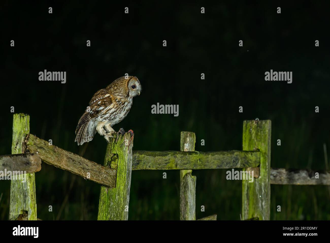 Tawny owls (strix aluco) grey hi-res stock photography and images - Alamy