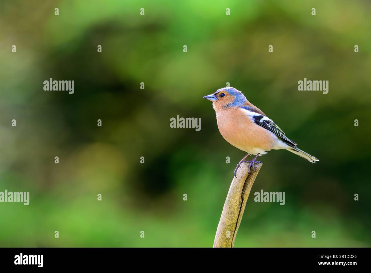 Male chaffinch in tree hi-res stock photography and images - Alamy