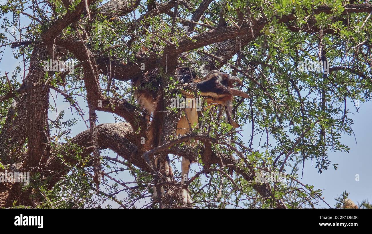 goats standing and climbing in a argan oil tree and feeding from the ...