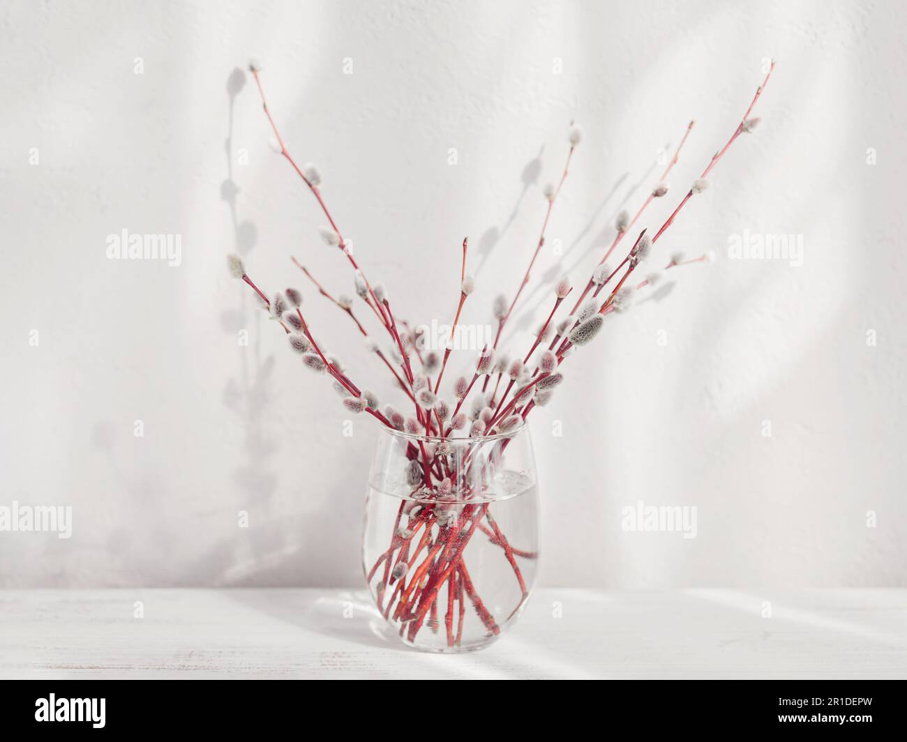 Fresh willow branches in vase on white background Stock Photo - Alamy