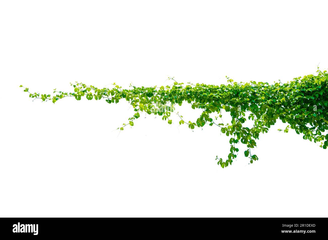 Vine leaves border isolated hi-res stock photography and images - Alamy