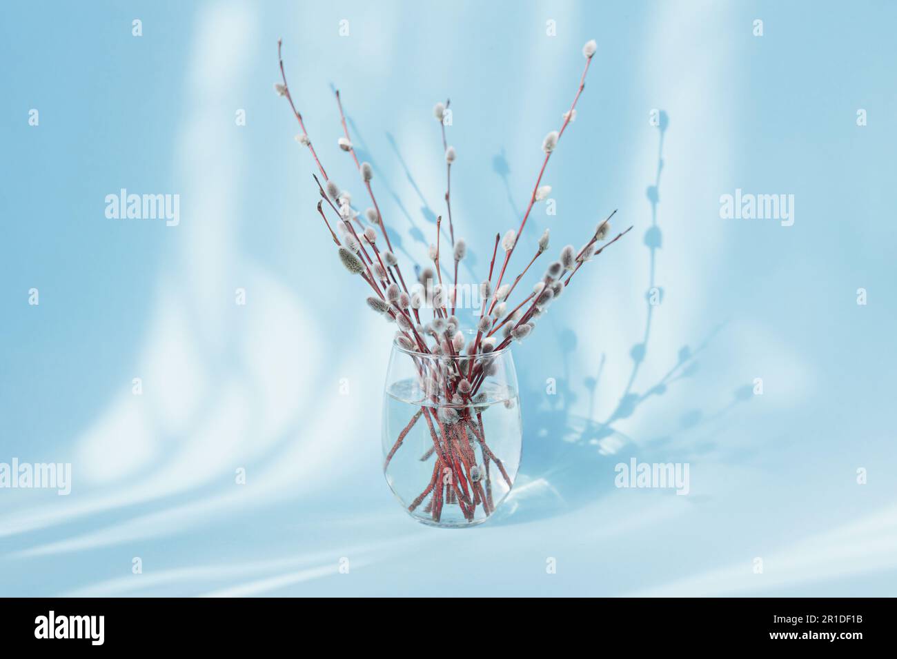 Fresh willow branches in glass of water Stock Photo - Alamy