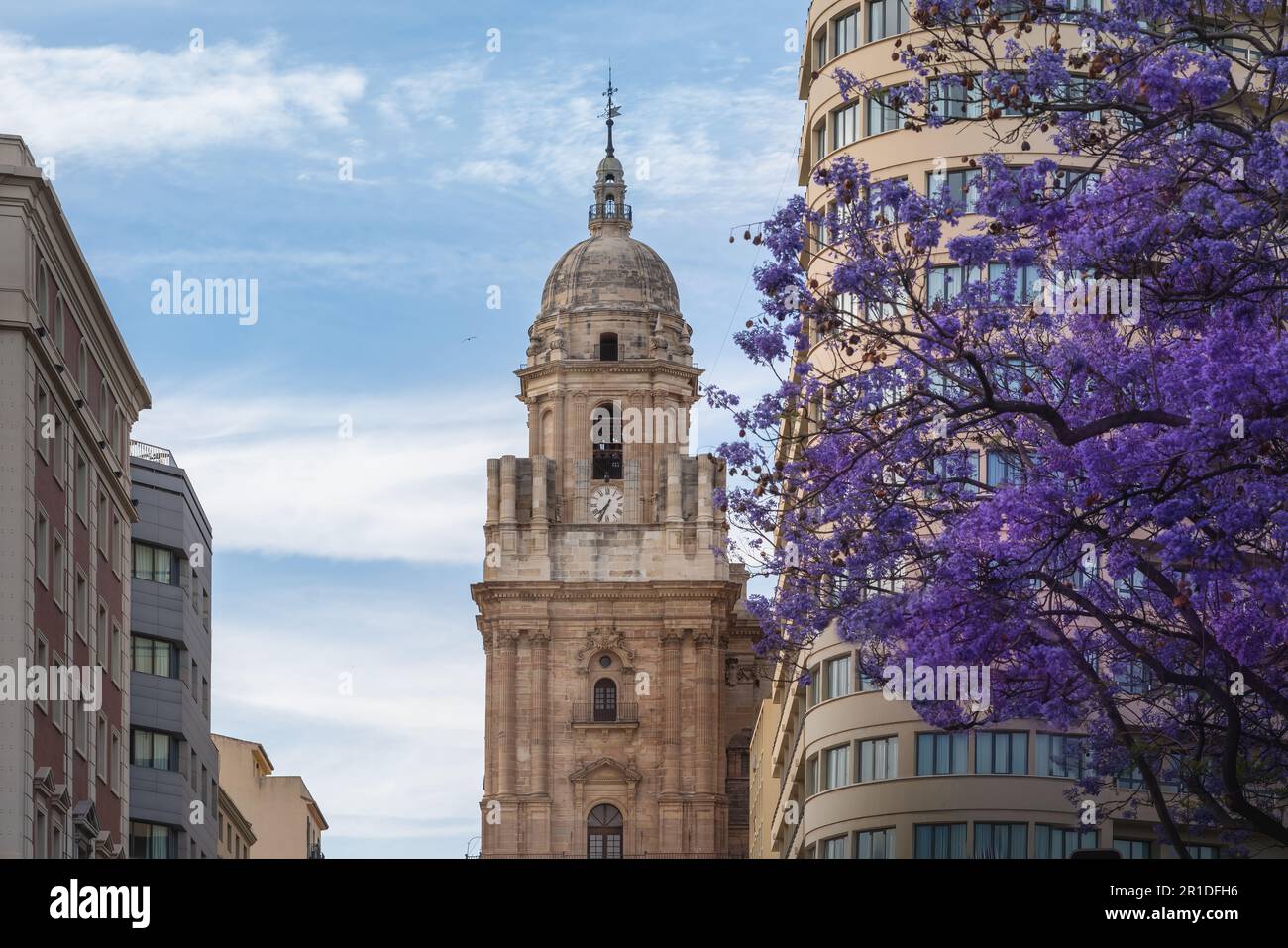 Malaga Cathedral with colorful Jacaranda Tree - Malaga, Andalusia ...