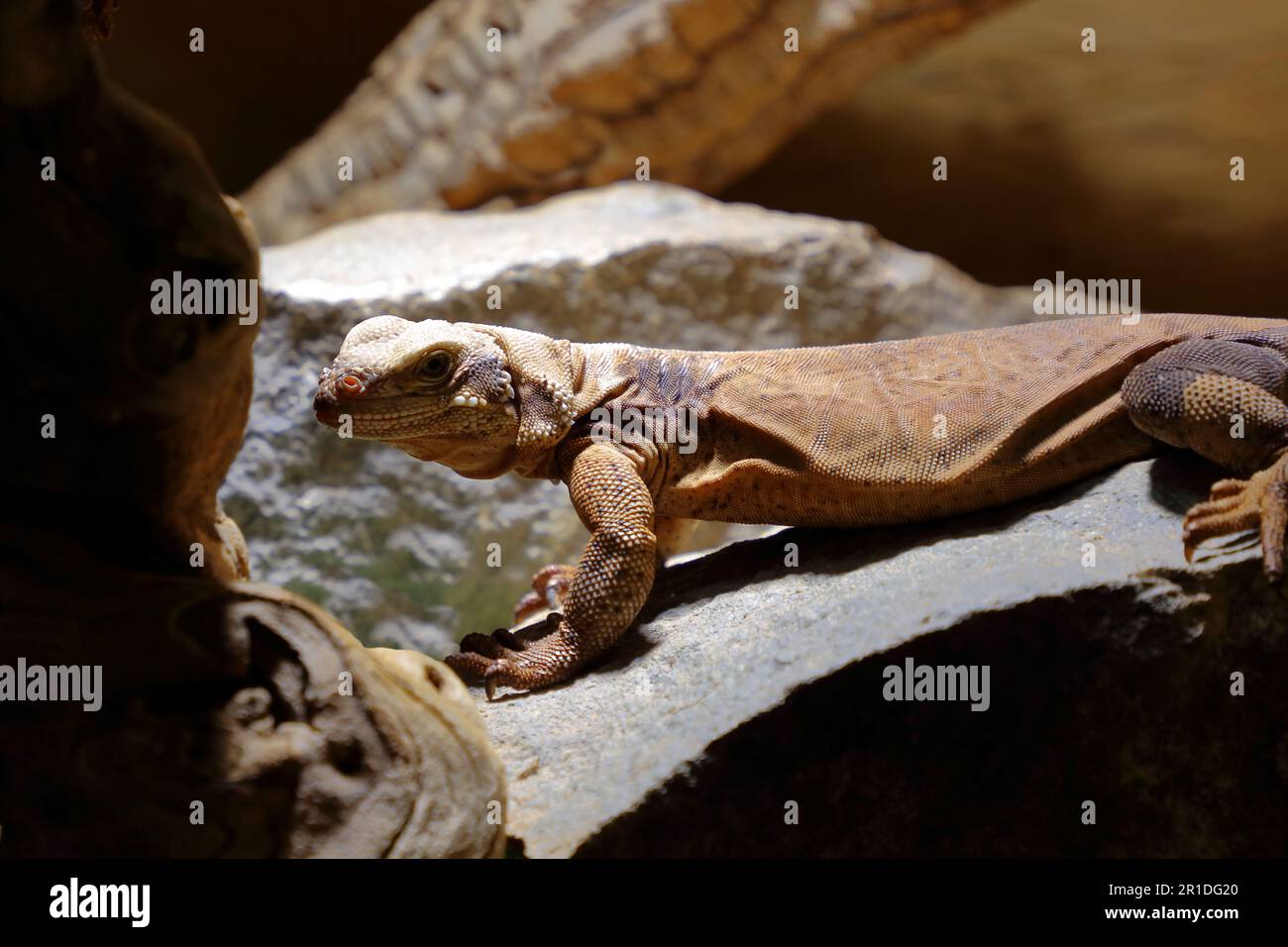 Sauromalus australis hi-res stock photography and images - Alamy