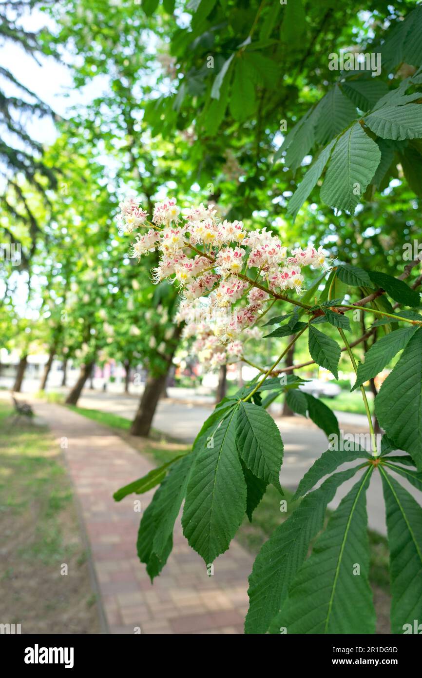 beautiful blooming chestnut trees in a park nest to Lake Balaton ...
