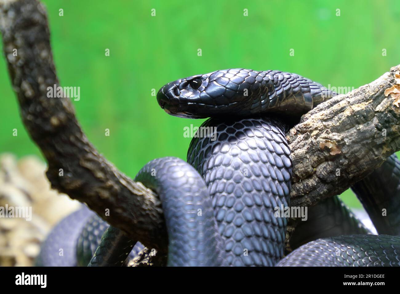 Schwarze Speikobra / Black spitting cobra / Naja nigricincta woodi ...