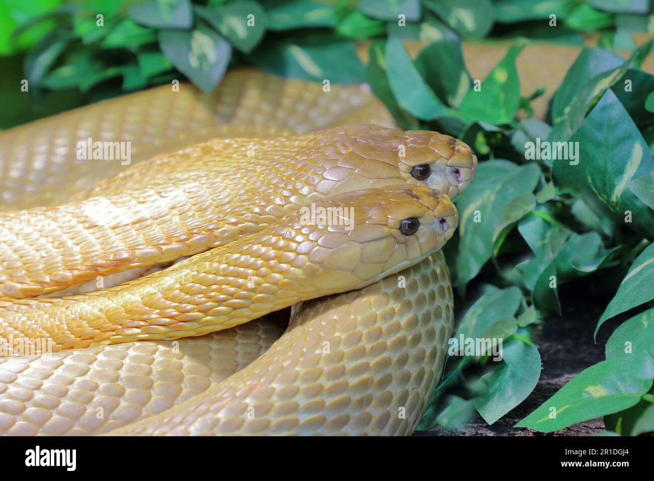 Indian spitting cobras hi-res stock photography and images - Alamy
