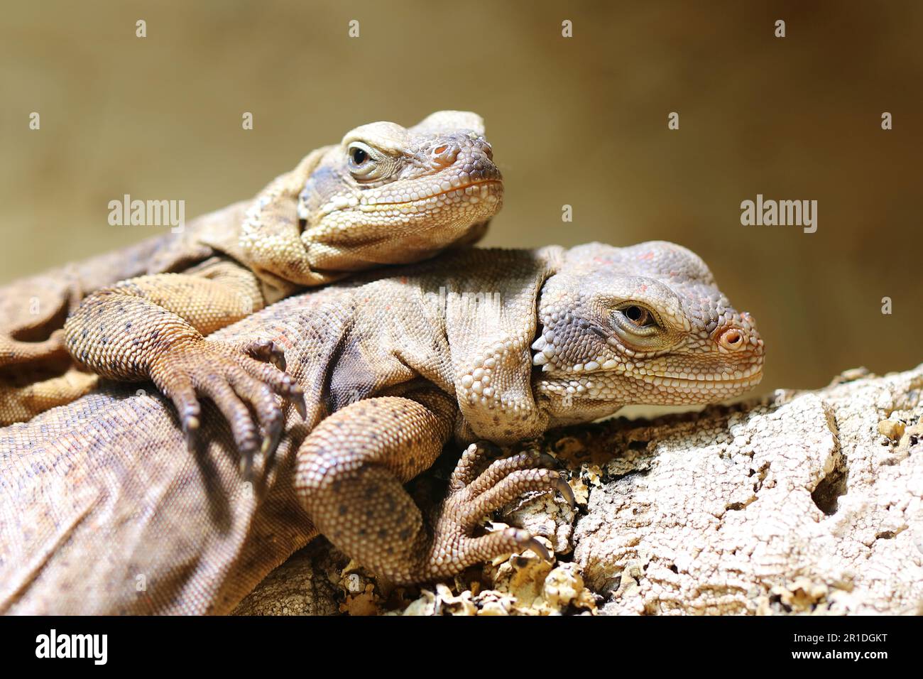 Chuckwalla / Common chuckwalla / Sauromalus ater Stock Photo - Alamy