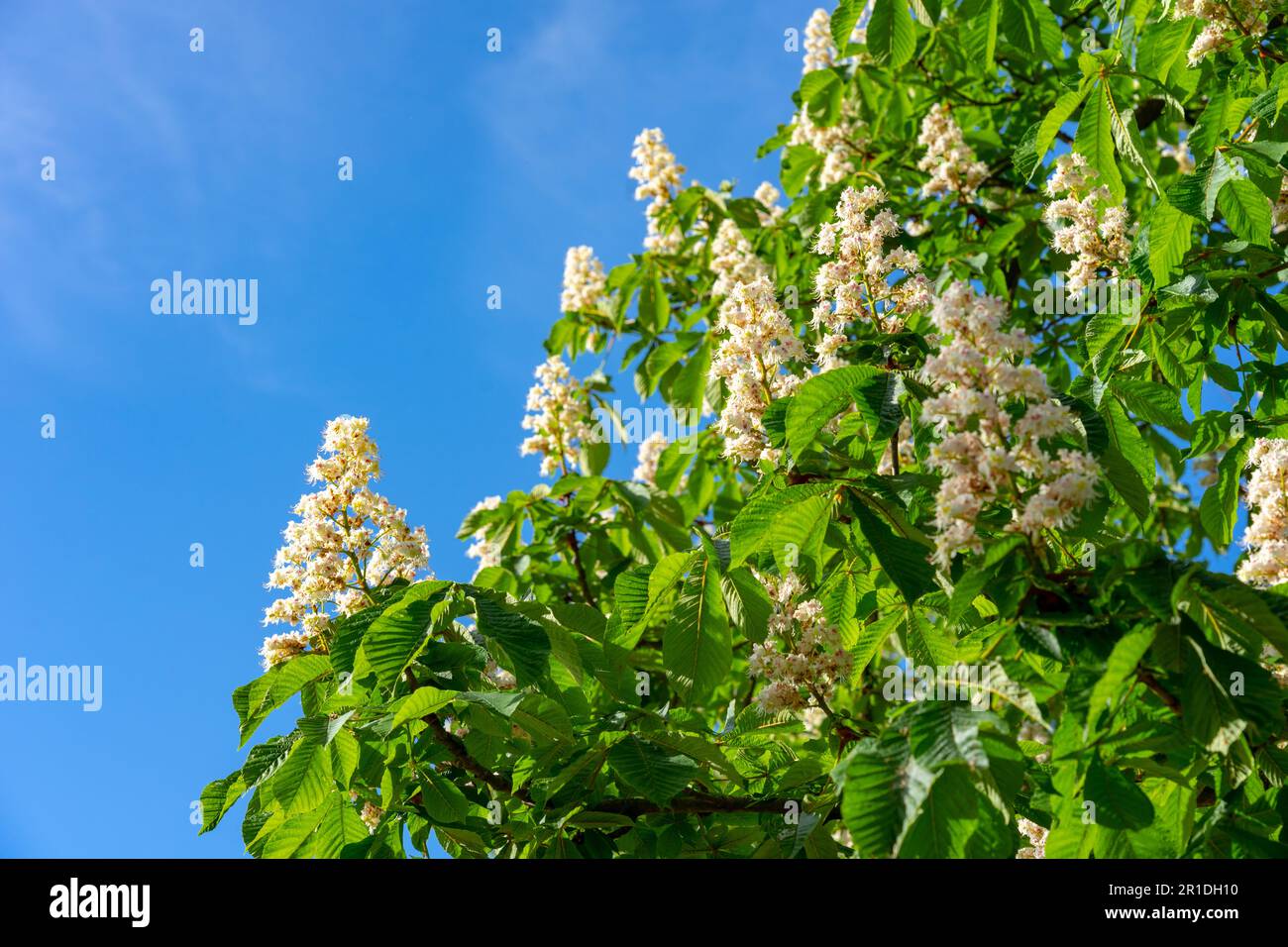 beautiful blooming chestnut trees in a park nest to Lake Balaton ...