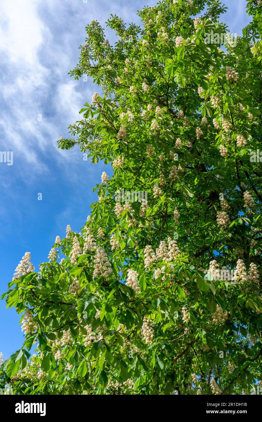 beautiful blooming chestnut trees in a park next to Lake Balaton ...