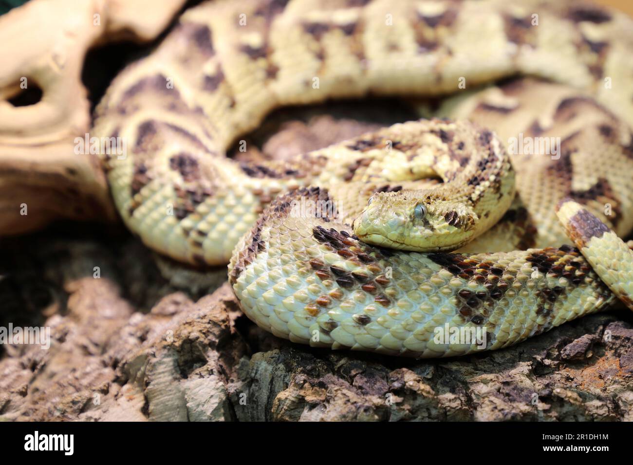 Afrika puff adder hi-res stock photography and images - Alamy