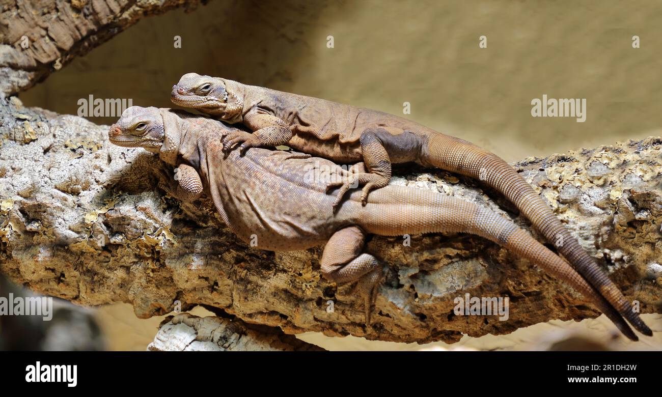 Chuckwalla / Common chuckwalla / Sauromalus ater Stock Photo - Alamy