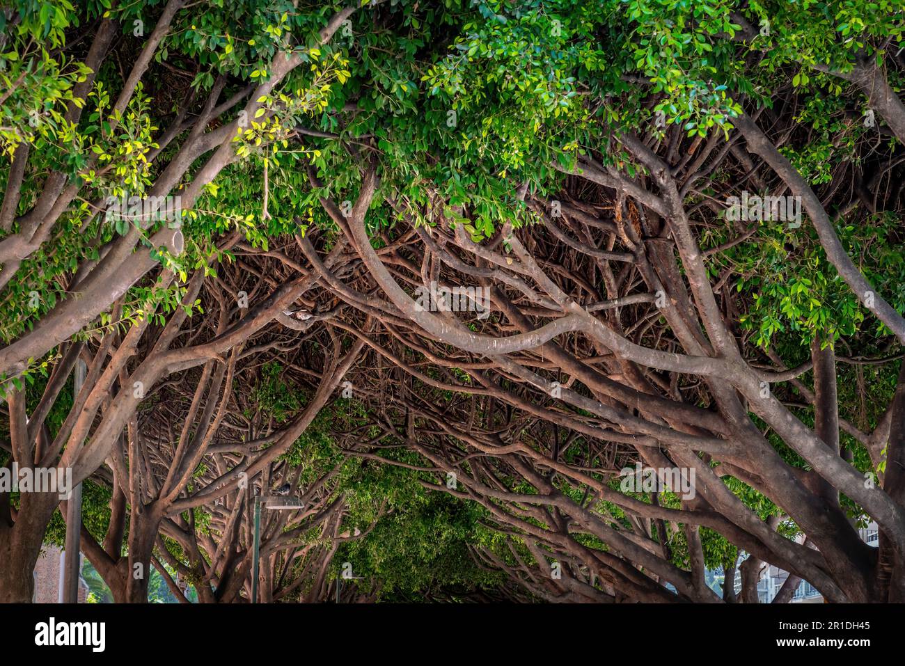 Ficus Trees Branches at Paseo de Reding Street - Malaga, Andalusia ...