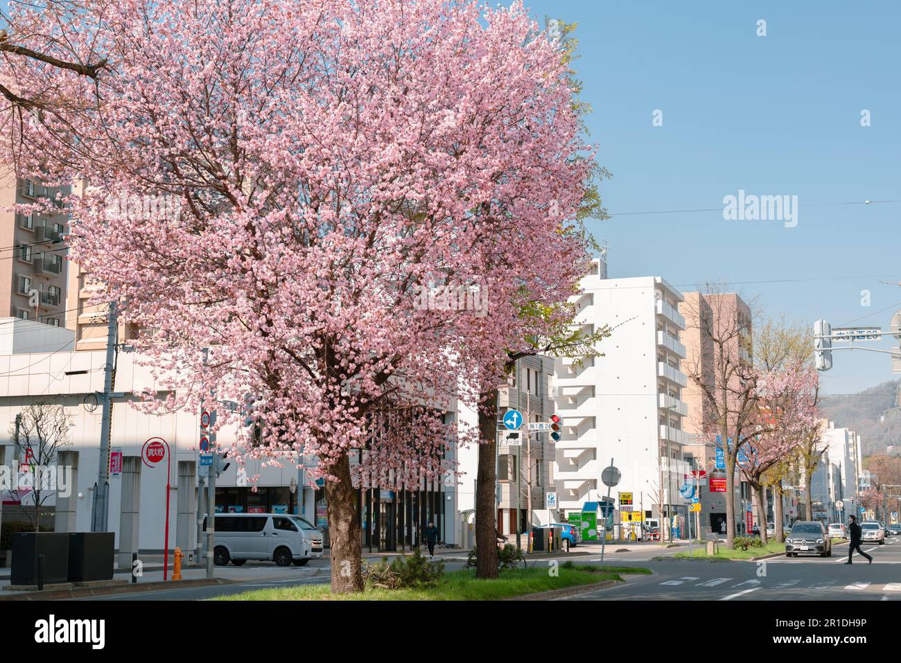 Sapporo, Hokkaido, Japan - April 25, 2023 : Odori street with cherry ...
