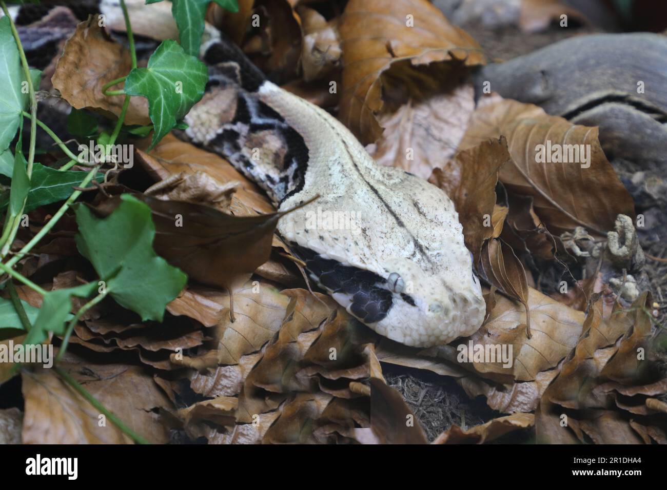Östliche Gabunviper / Gaboon viper / Bitis gabonica Stock Photo - Alamy
