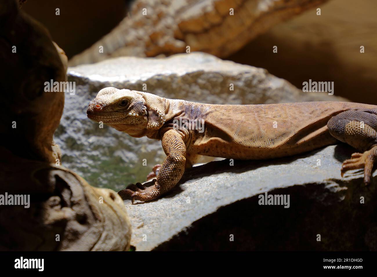 Chuckwalla lizards hi-res stock photography and images - Alamy