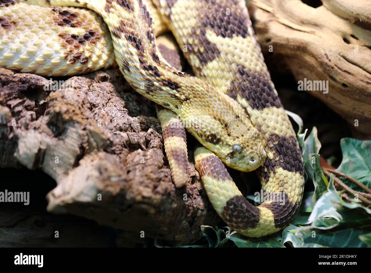 Common puff adders hi-res stock photography and images - Alamy