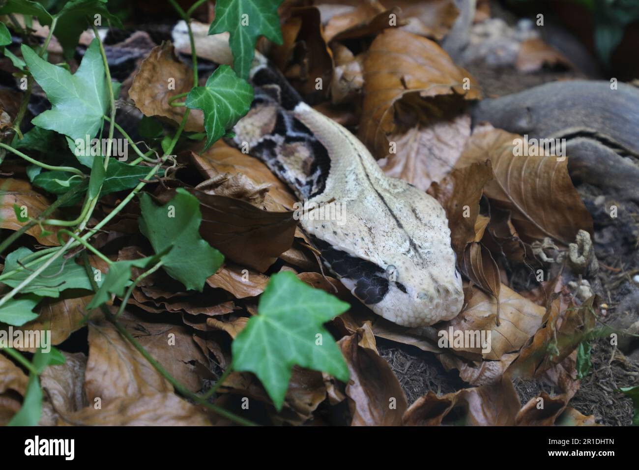 Östliche Gabunviper / Gaboon viper / Bitis gabonica Stock Photo - Alamy