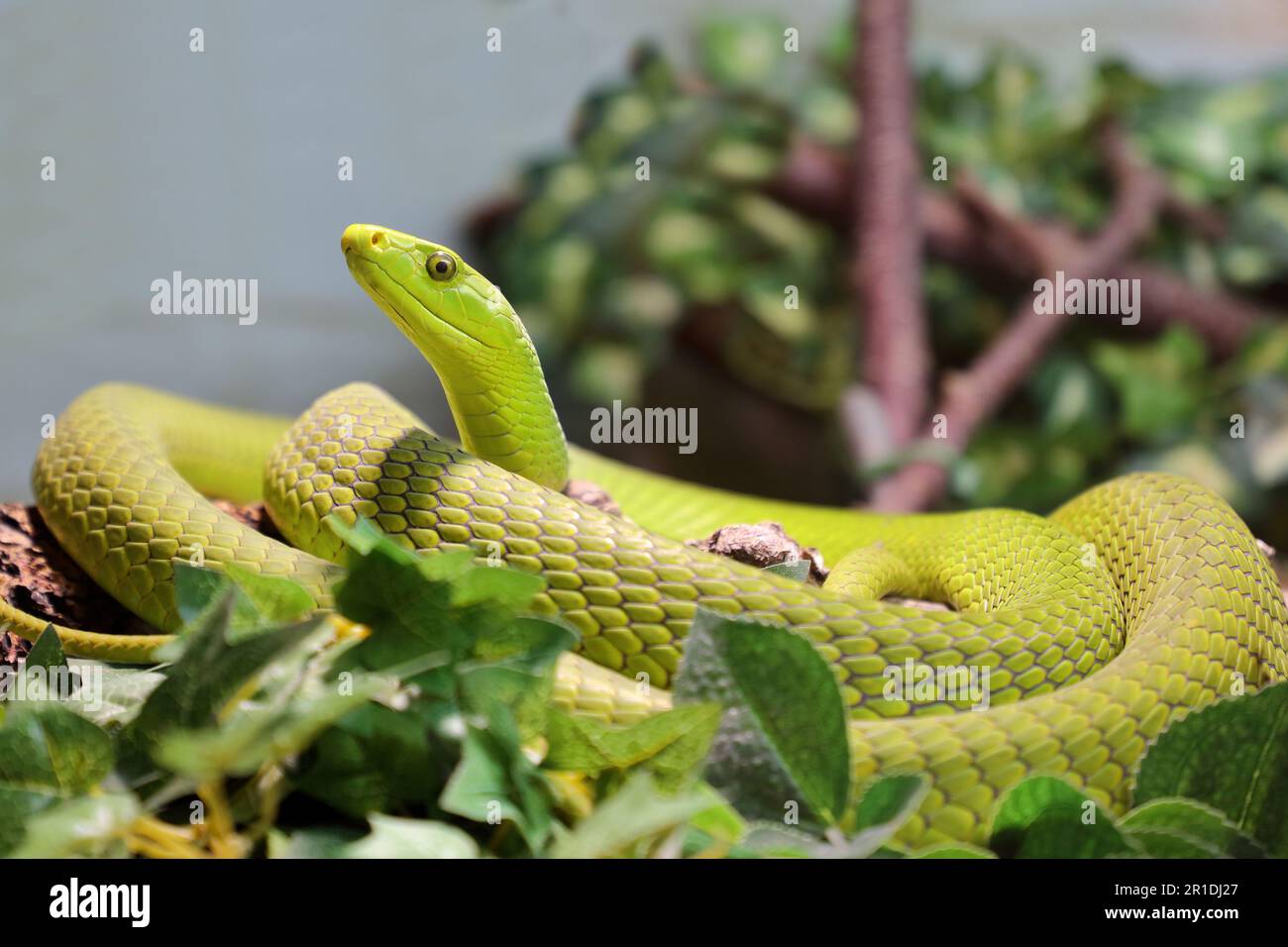 Gewöhnliche Mamba / Eastern green mamba / Dendroaspis angusticeps Stock ...