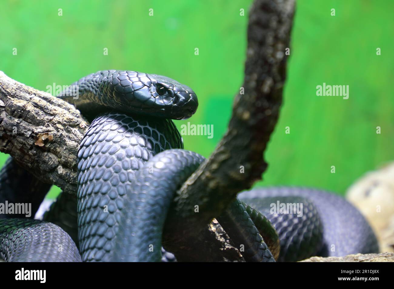 Schwarze Speikobra / Black spitting cobra / Naja nigricincta woodi ...