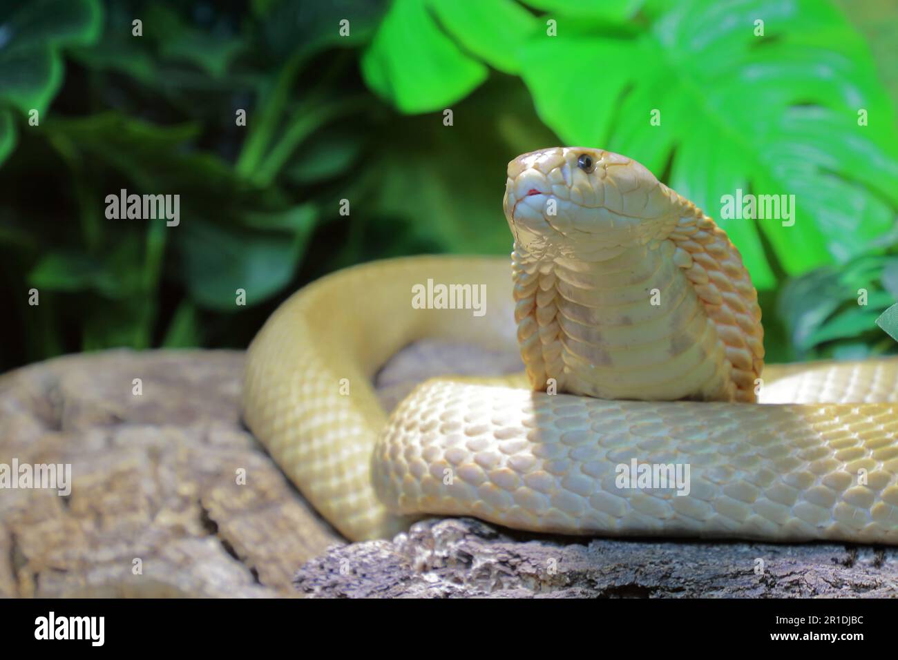 Sunset Monocled Cobra