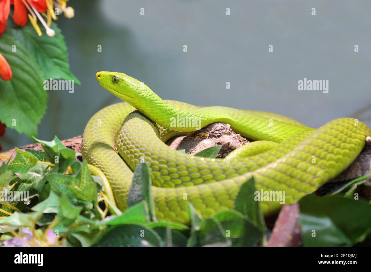 Gewöhnliche Mamba / Eastern green mamba / Dendroaspis angusticeps Stock ...