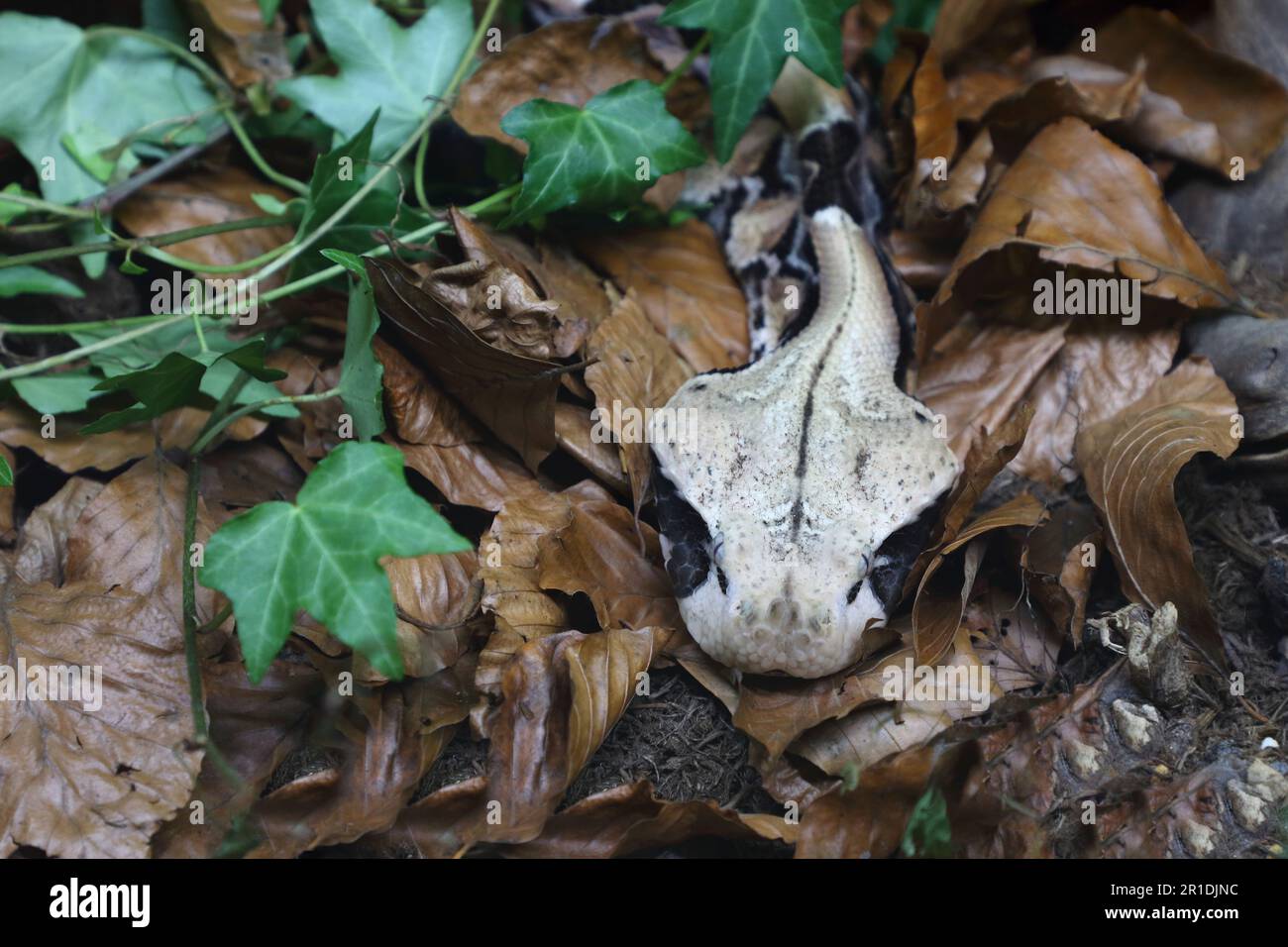Östliche Gabunviper / Gaboon viper / Bitis gabonica Stock Photo - Alamy