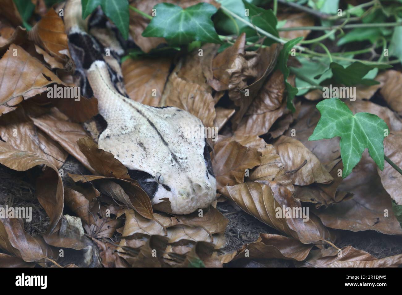 Östliche Gabunviper / Gaboon viper / Bitis gabonica Stock Photo - Alamy