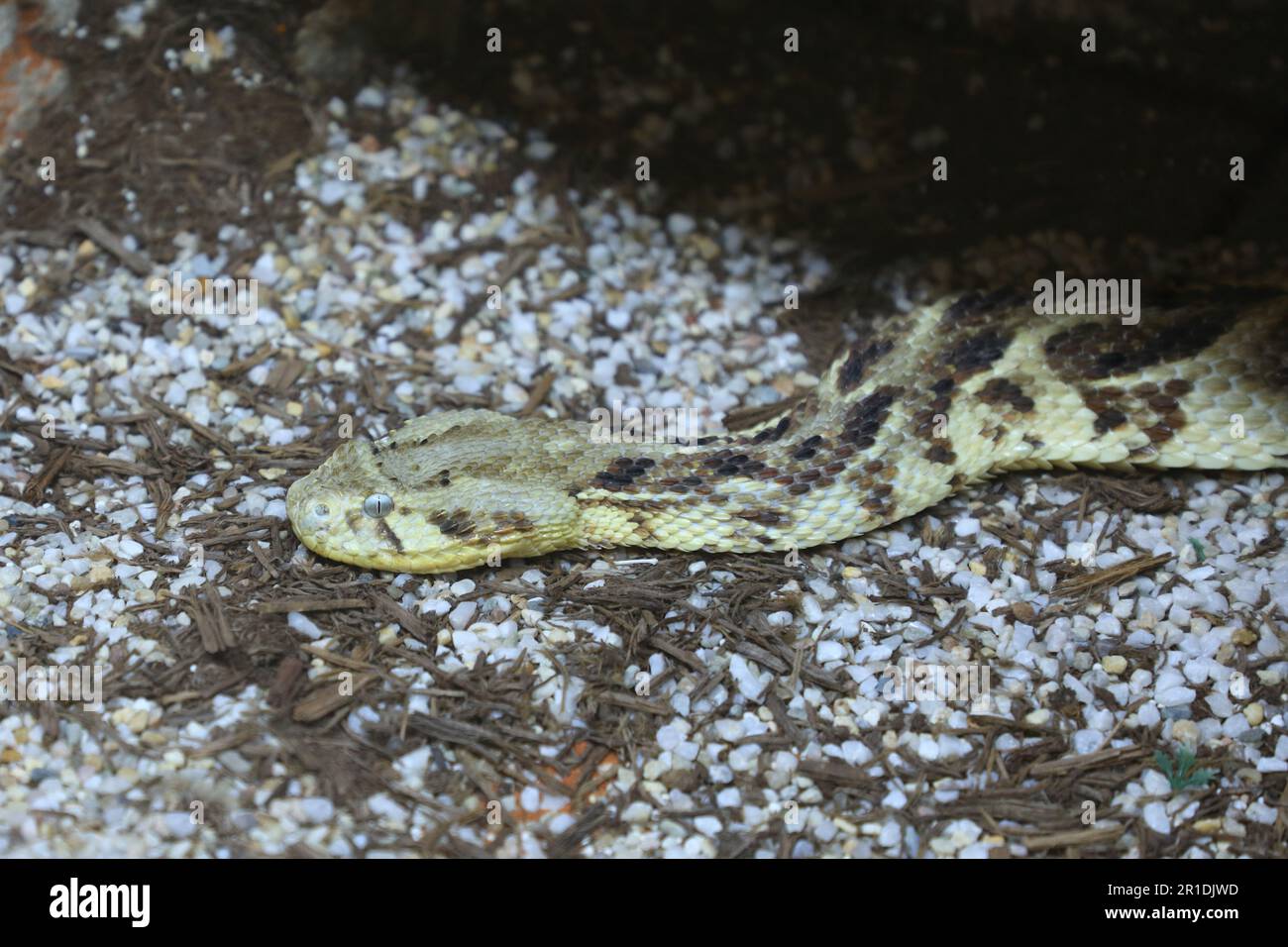 Puffotter / Puff adder / Bitis arietans Stock Photo - Alamy