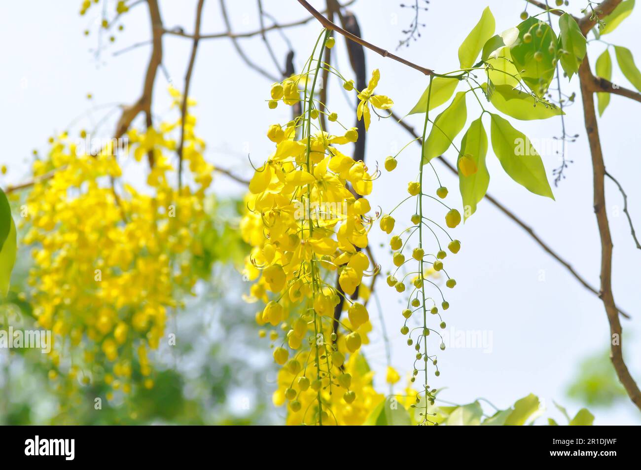 Golden shower , Cassia fistula or pudding pipe tree or yellow flower and sky background Stock ...