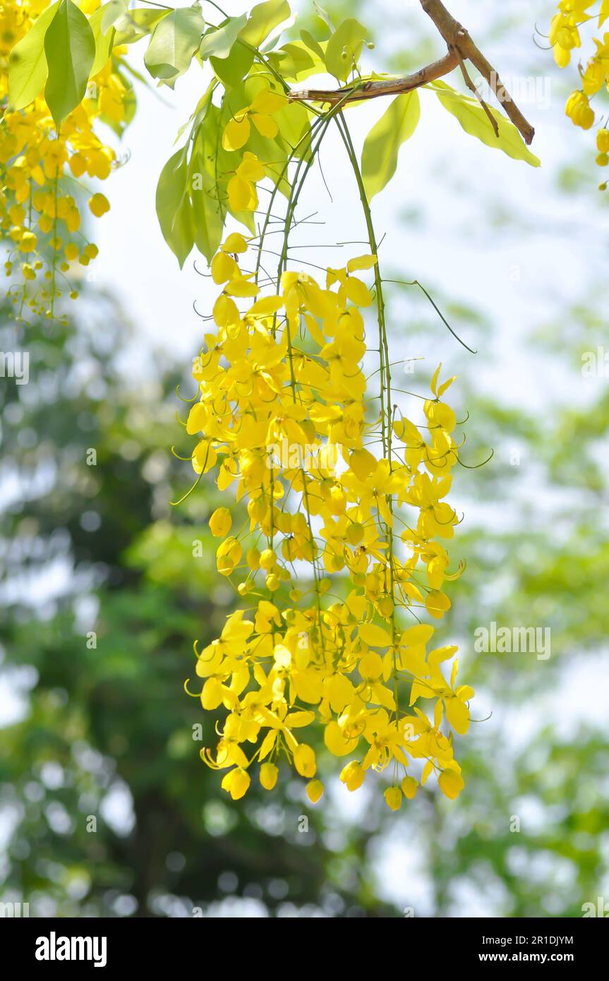 Golden shower , Cassia fistula or pudding pipe tree or yellow flower and sky background Stock ...