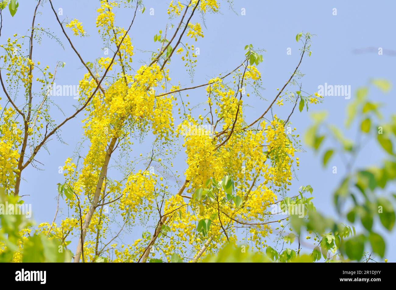 Golden shower , Cassia fistula or pudding pipe tree or yellow flower and sky background Stock ...