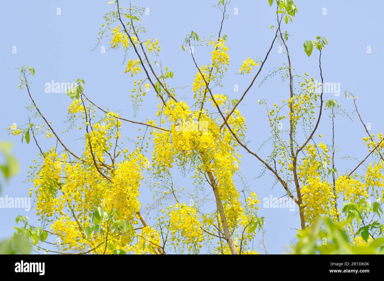 Golden shower , Cassia fistula or pudding pipe tree or yellow flower and sky background Stock ...